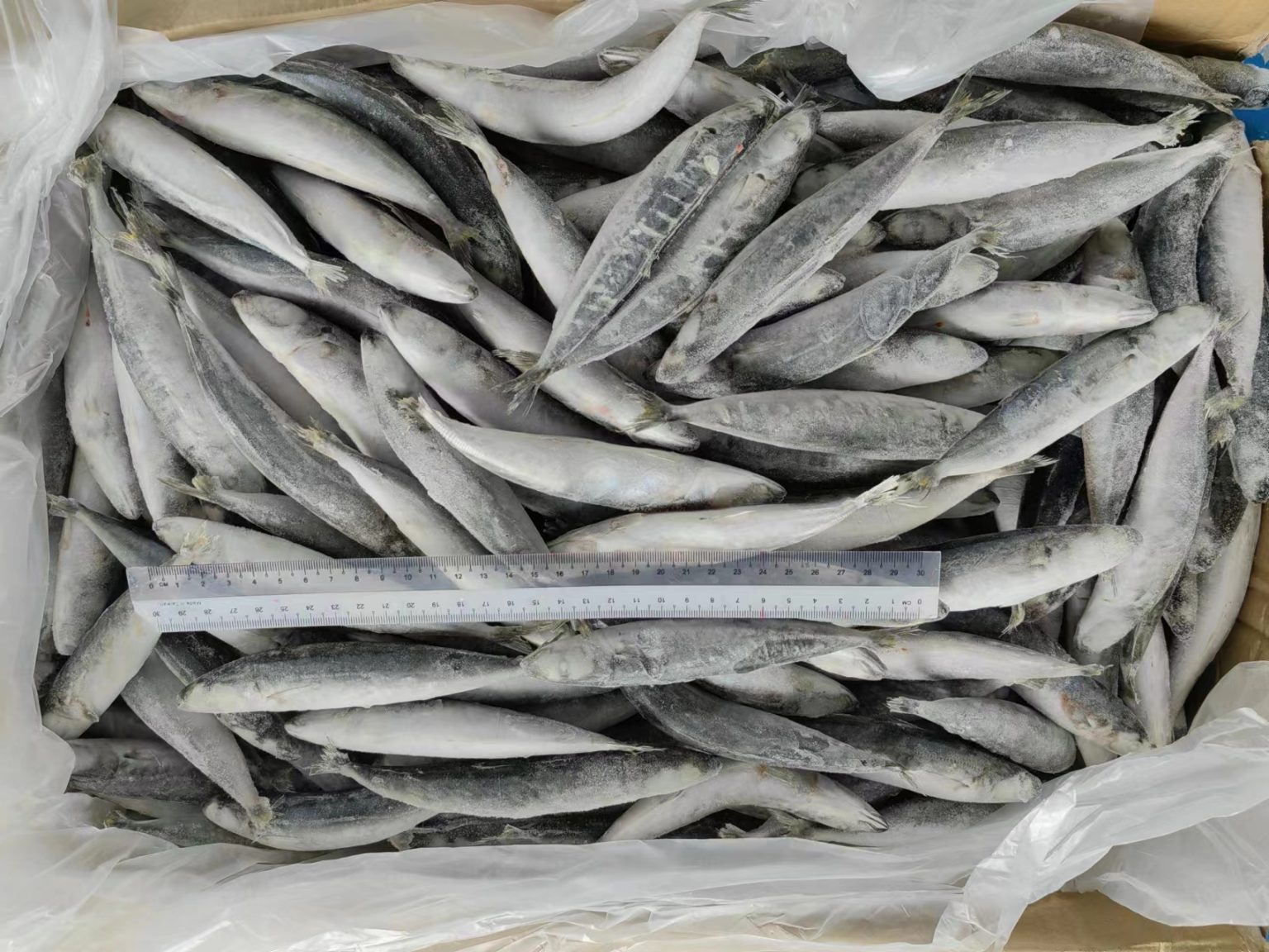 Ikan Basong - JF Packaging