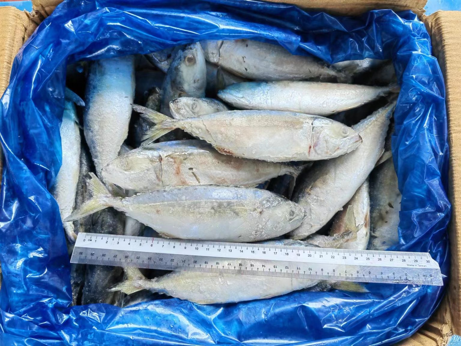 Ikan Kembong - JF Packaging