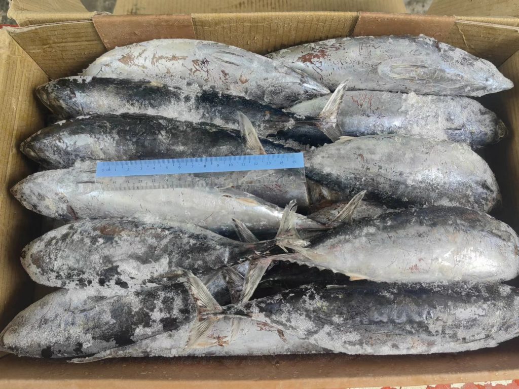 Ikan Tongkol - JF Packaging