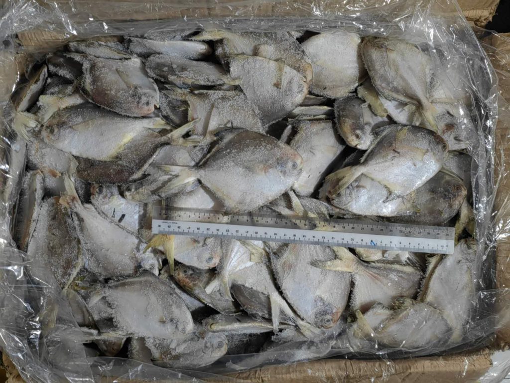 Longtail White Promfret/Ikan Kilat - JF Packaging